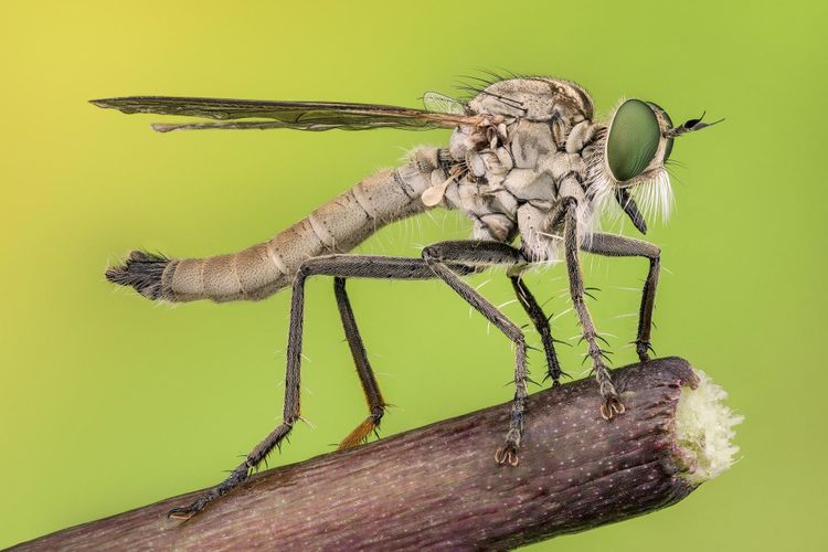 Voicu IulianV | GuruShots