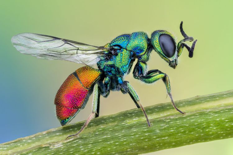 Voicu IulianV | GuruShots