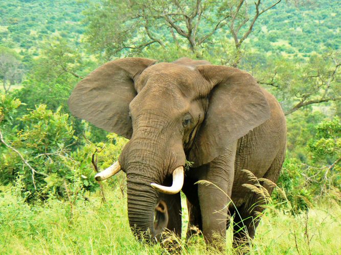 GuruShots | Photo Challenges