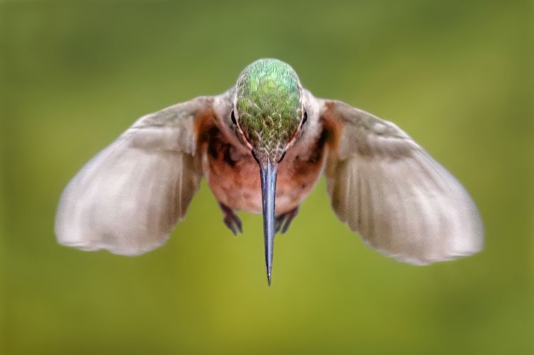 Shawn Thomas | GuruShots