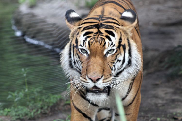 Cheryl Schultz | GuruShots