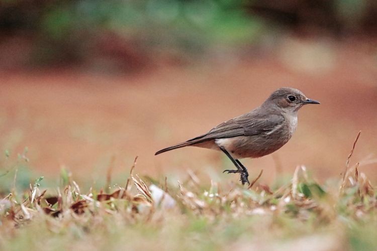 Phindile Maseko | GuruShots