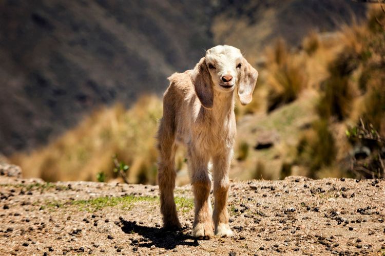 GuruShots | Photo Challenges