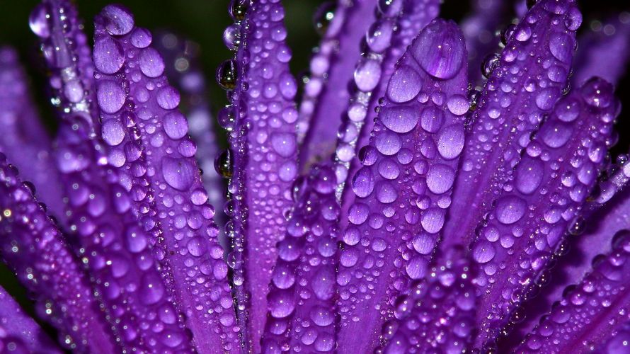 Purple Power Photo Challenge