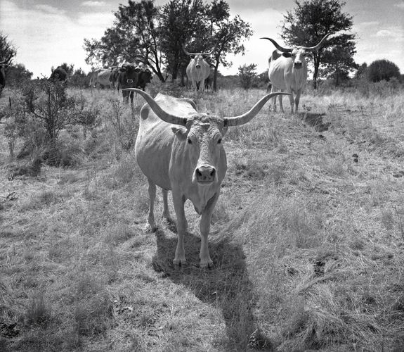 Timothy Sutherland | GuruShots