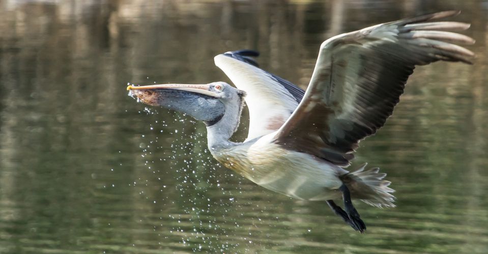 GuruShots | Photo Challenges