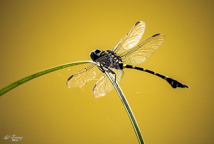 GuruShots | Photo Challenges