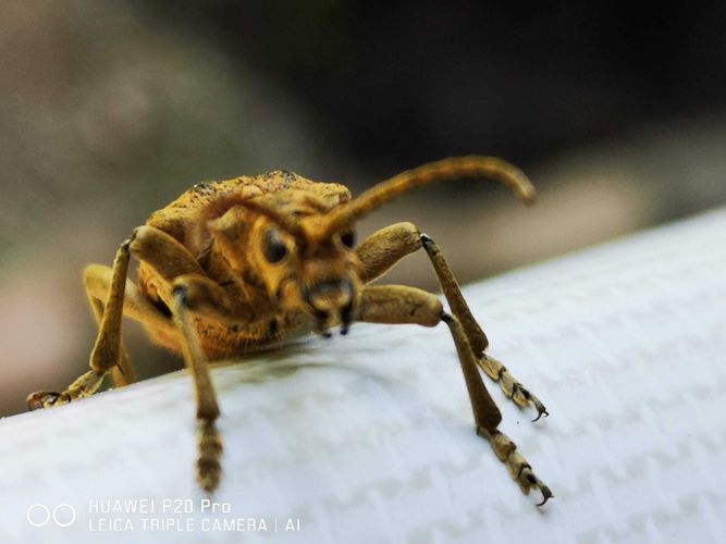 Hajni Olajos | GuruShots