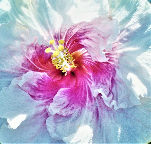 Heather Pugh | GuruShots