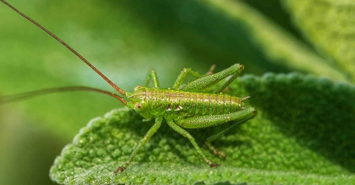 Baby Cricket by Robert Martinolić