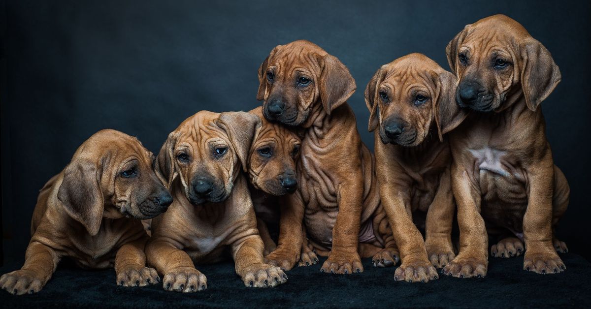 37 Precious Puppy Photos