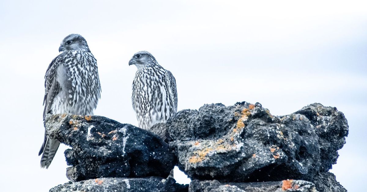 Gray Falcon in Iceland by Einar Svavarsson