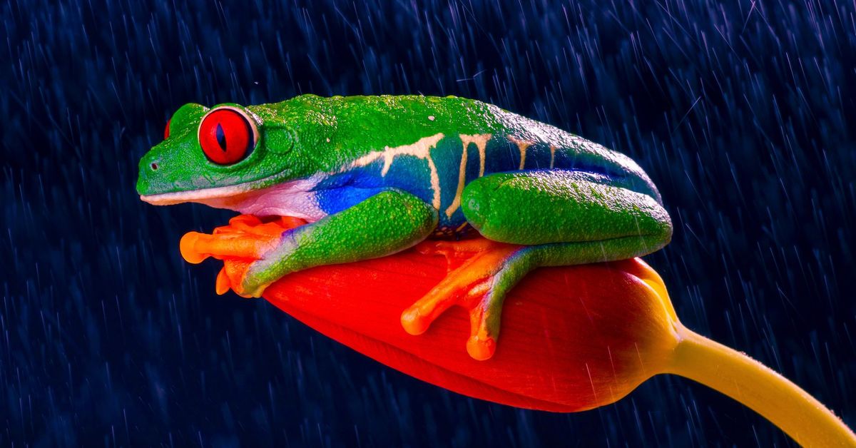 10+ Delightful Color Photographs (With Technical Details)