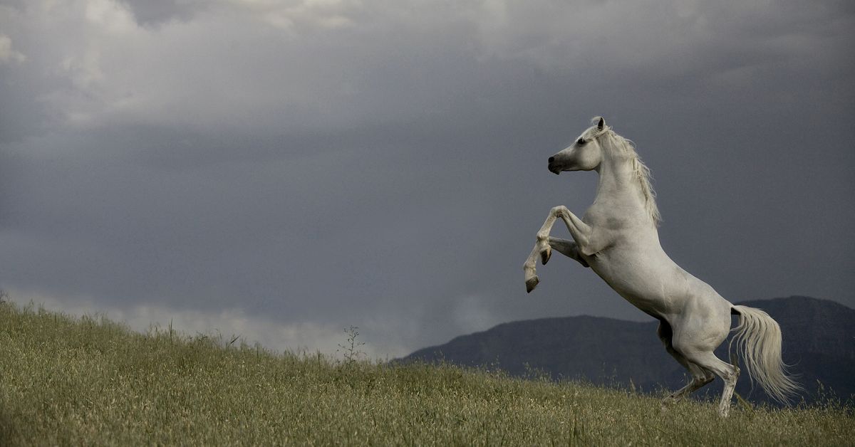 The angelic Horse by Armin Abdehou