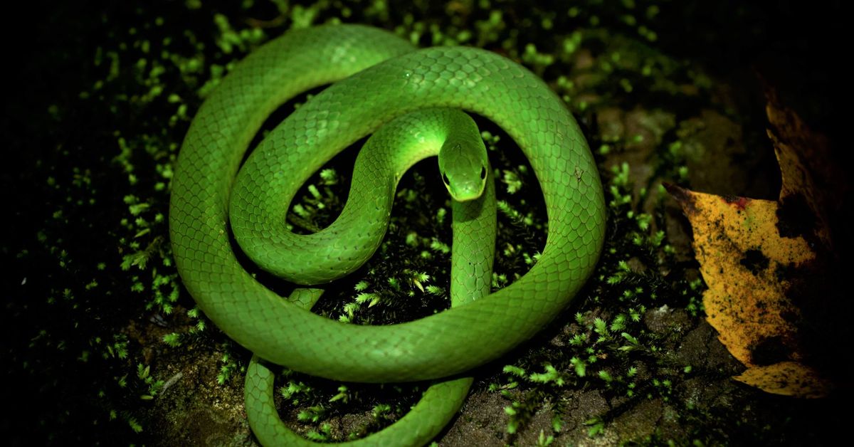 Green Grass Snake by Kirk Lockwood