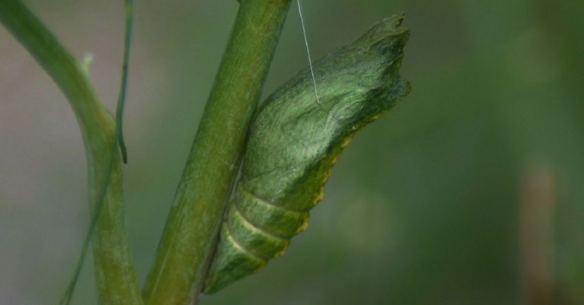 Green Cocoon by Nadja Neptune