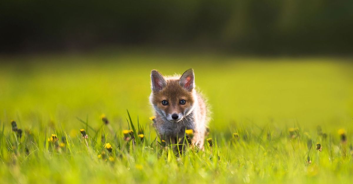 29 Images That Superbly Demonstrate the Beauty of Minimal Depth of Field