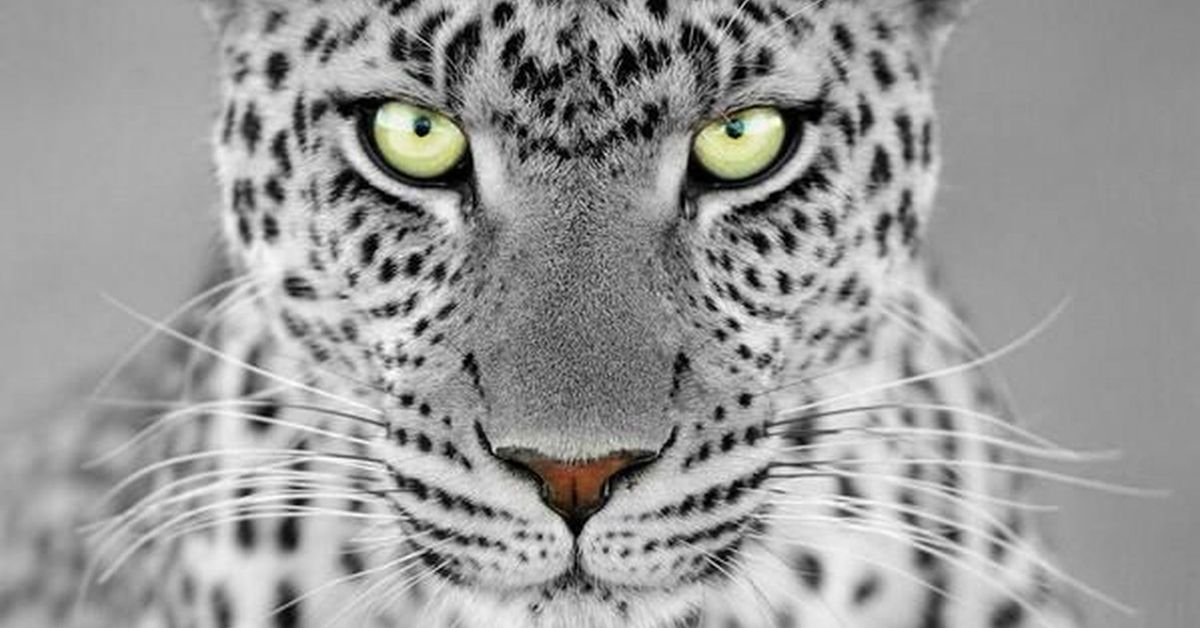 39 of Earth's Finest Creatures