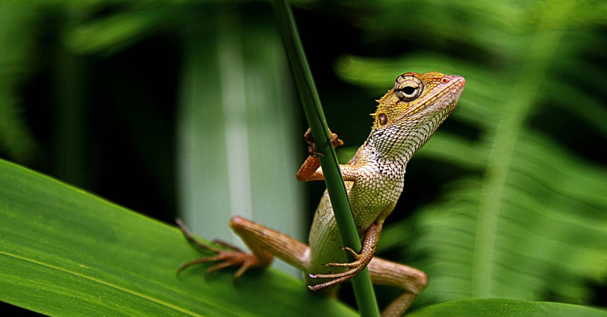 43 Cute Adorable Squishy Creatures