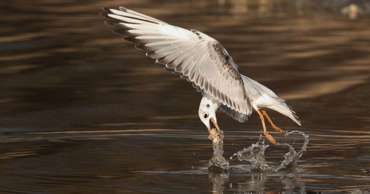 17 Beautiful Photos of Birds Taking Flight That Will Make You Want To ...