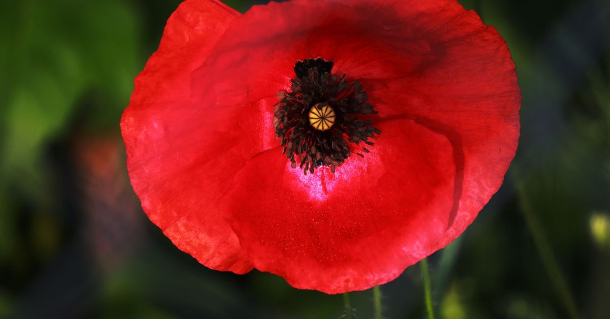 FLOARE DE MAC by Vasile Plesea