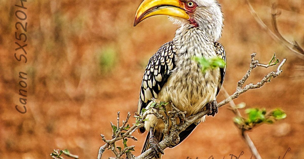 Geelbek Neushoring Voel by Jaco van Niekerk