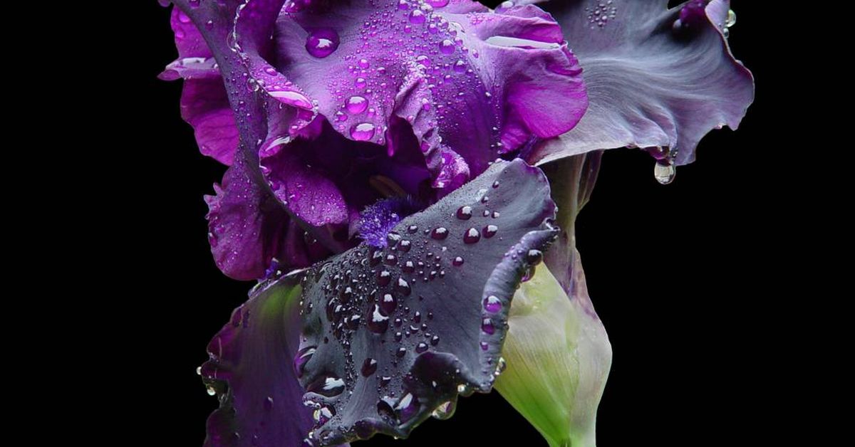 15 Photographs that Tell us Why Purple is the Color of Kings & Queens