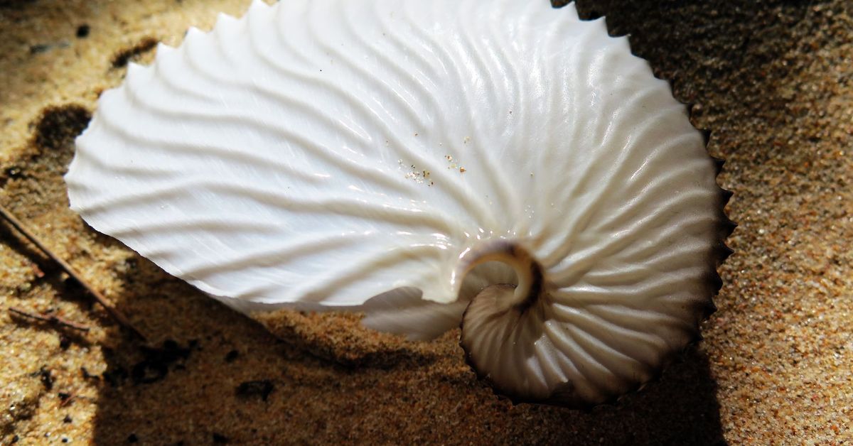 Paper nautilus by Nicky Scrooby