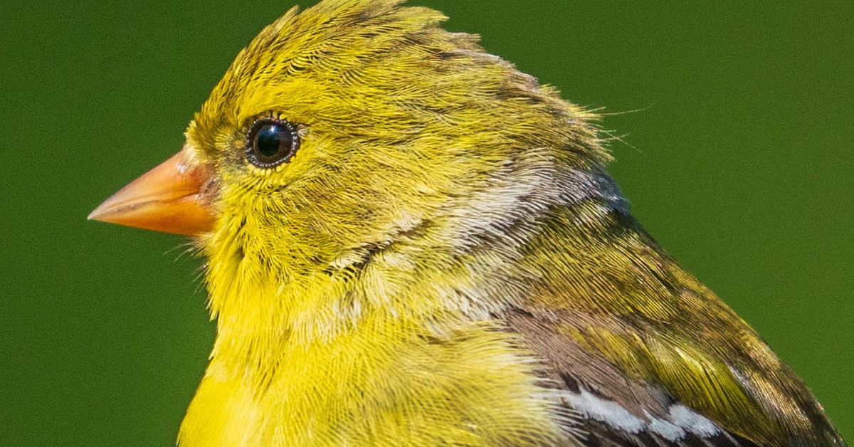 Female Yellow Finch by wrenchpuler