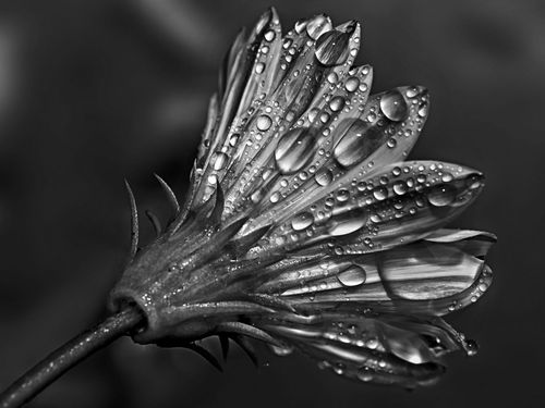 Black and White Photography Tips: The 5 Cornerstones of All Great ...