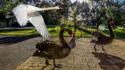 28 Examples of Juxtaposition in Photography That Will Test Your Mind
