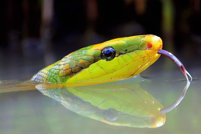 43 Cute Adorable Squishy Creatures