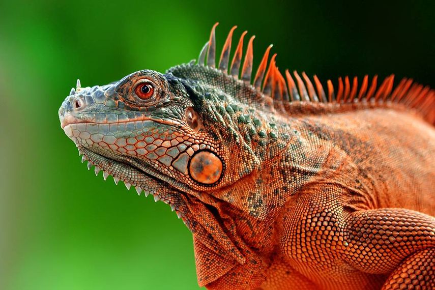 43 Cute Adorable Squishy Creatures