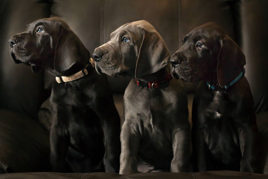 37 Precious Puppy Photos
