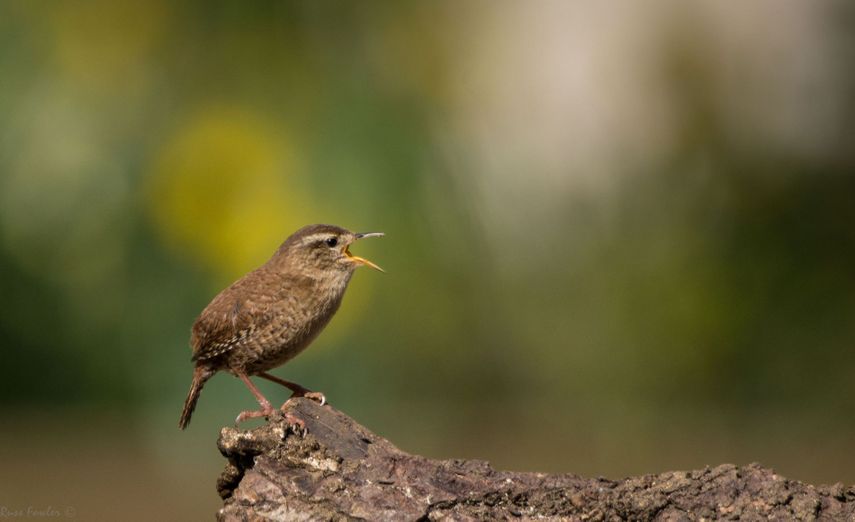 29 Images That Superbly Demonstrate the Beauty of Minimal Depth of Field