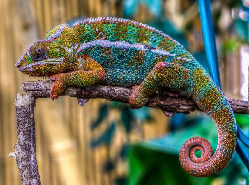 43 Cute Adorable Squishy Creatures