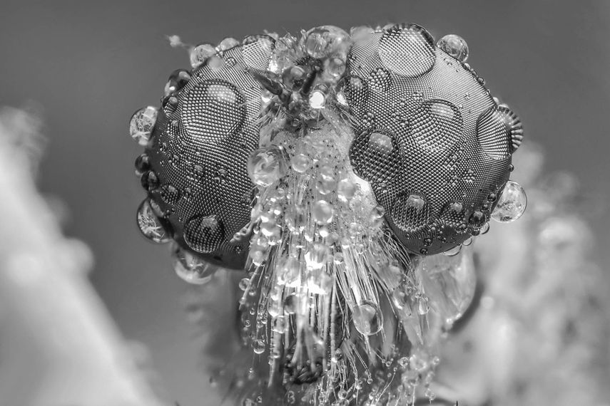 42 Mindblowing Monochrome Macro Shots That Will Have You Wondering ...