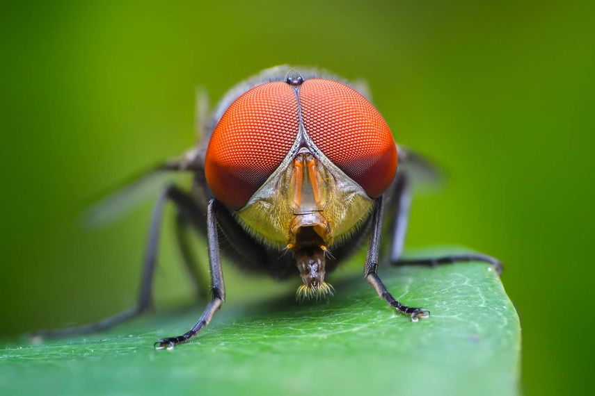 27 Macro Shots of Bugs, Flowers, and Creepy Crawlers that Will Amaze you
