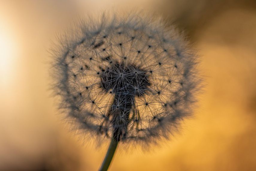 5 Bokeh Tips To Give Your Shots The 'WOW' factor!