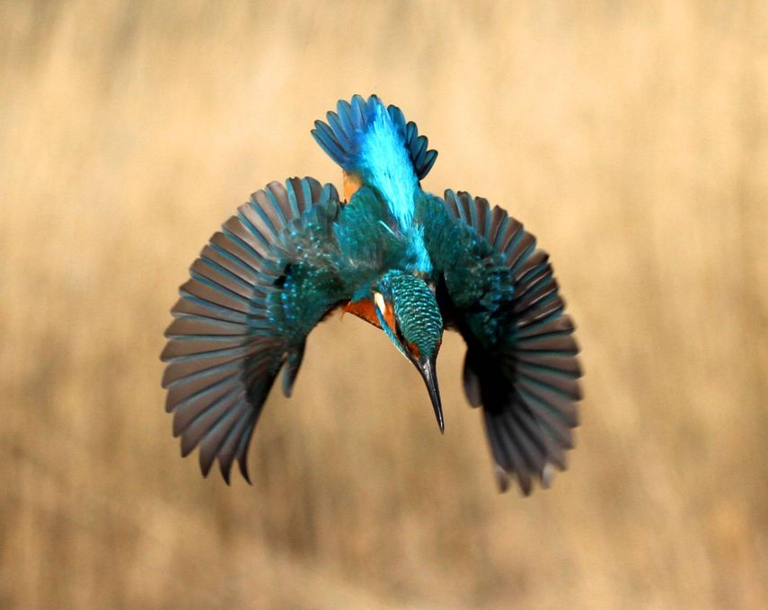 17 Beautiful Photos of Birds Taking Flight That Will Make You Want To ...