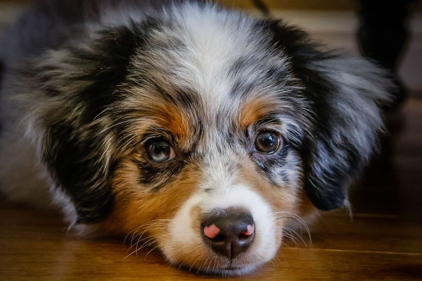 37 Precious Puppy Photos