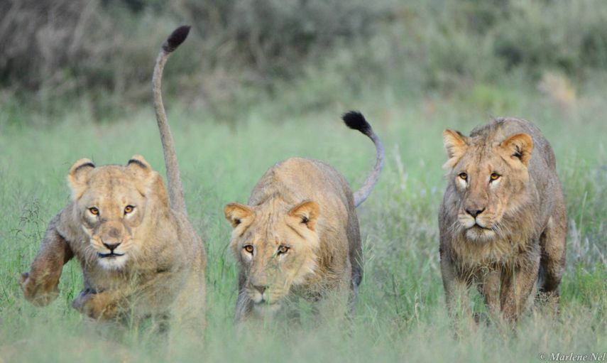 35 Photographs that Perfectly Exploit "The Rule of Odds"