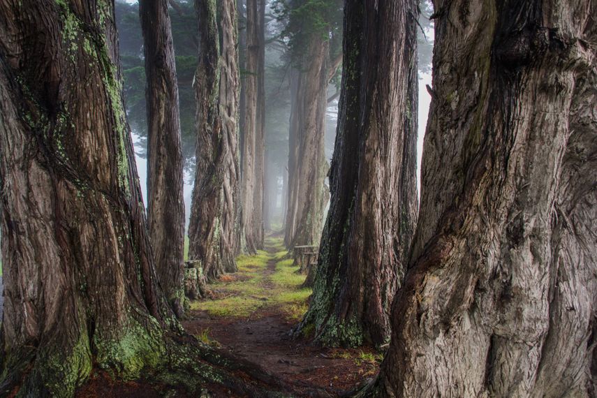 36 Beautiful Examples of Why Photographers LOVE taking Pictures in a Forest