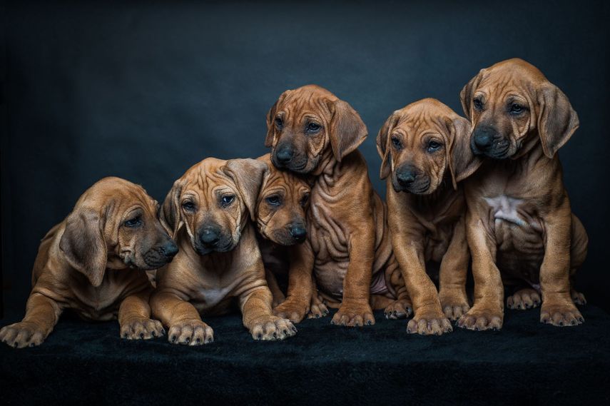 37 Precious Puppy Photos