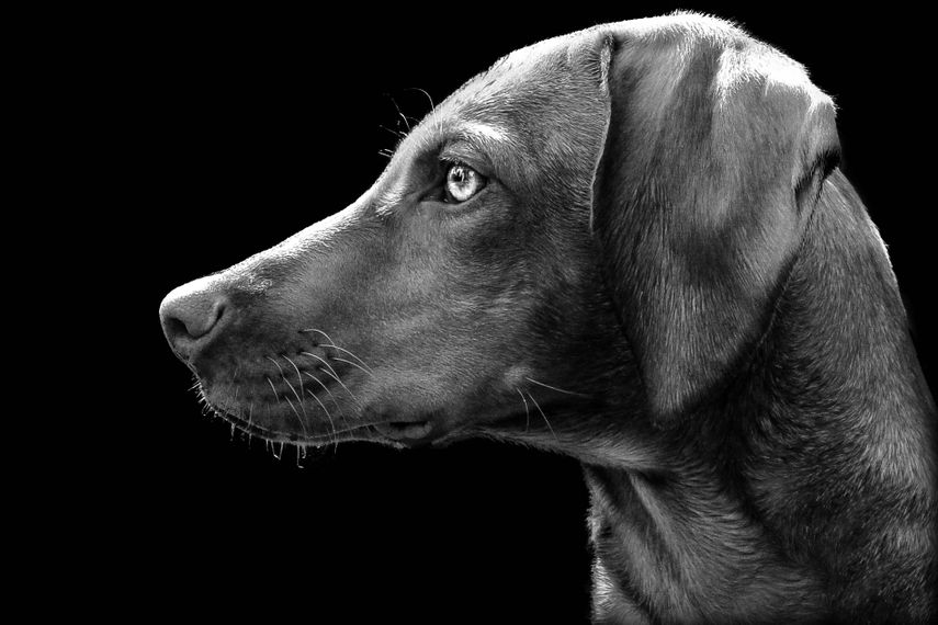 32 Dog Portraits to Die For - Cuter than Cute