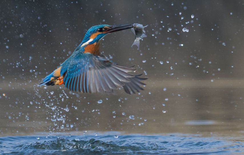 42 Amazing Birds in Feathery Flight, Wings Spread