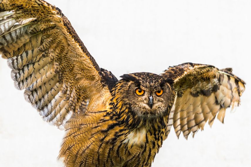42 Amazing Birds in Feathery Flight, Wings Spread