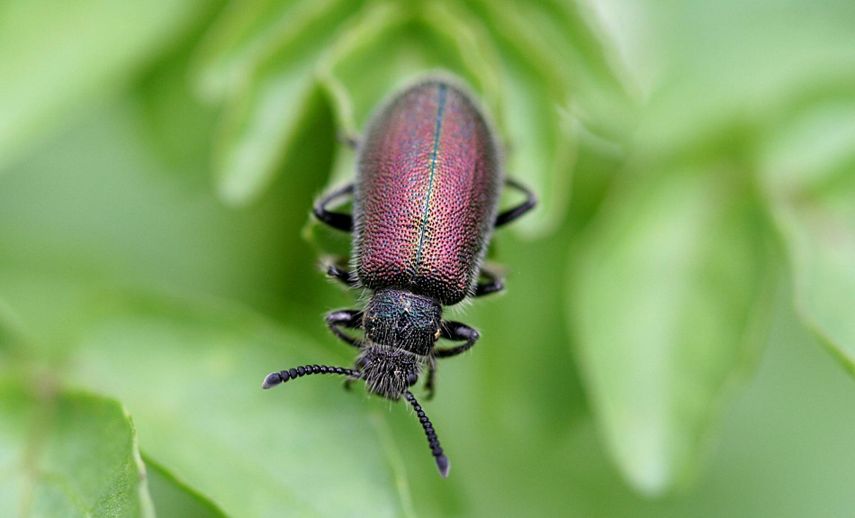 27 Macro Shots of Bugs, Flowers, and Creepy Crawlers that Will Amaze you