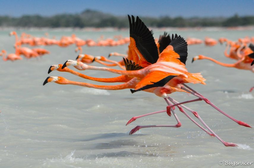 17 Beautiful Photos of Birds Taking Flight That Will Make You Want To ...