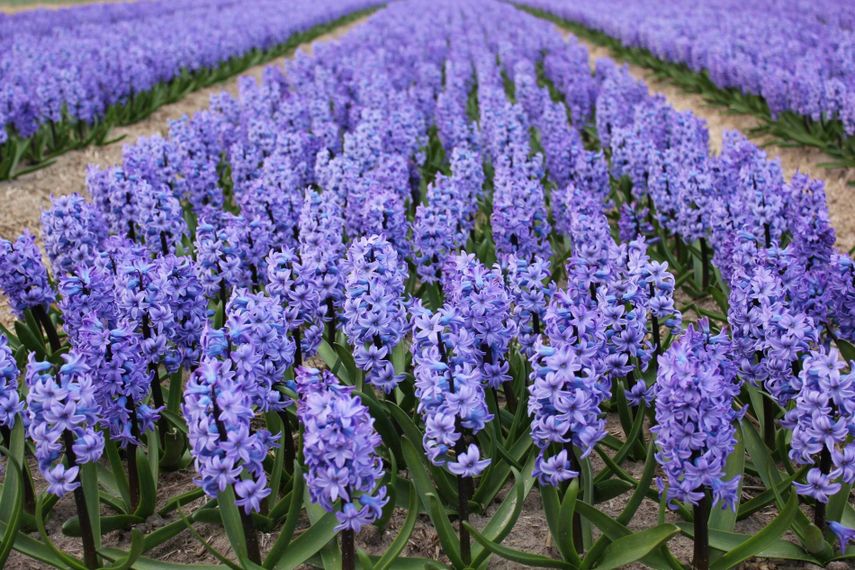 33 Photos That Show There Is Beauty In Overwhelming Numbers